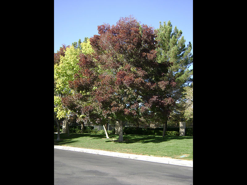 Find plants - Raywood Ash