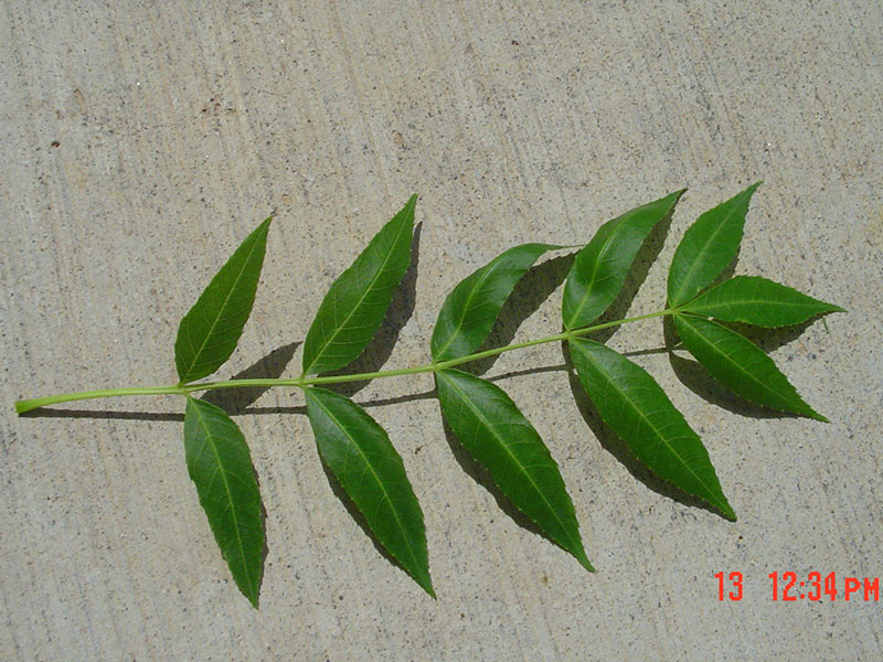 Find plants - Raywood Ash