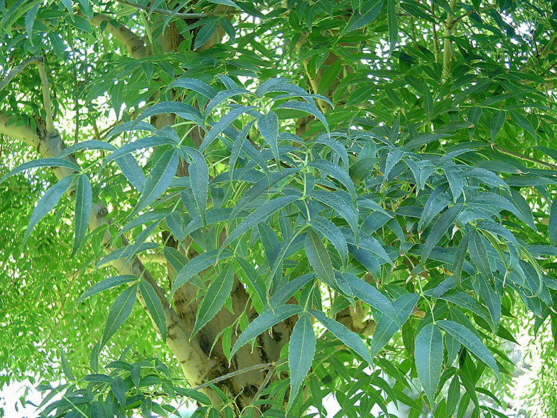 Find plants - Raywood Ash