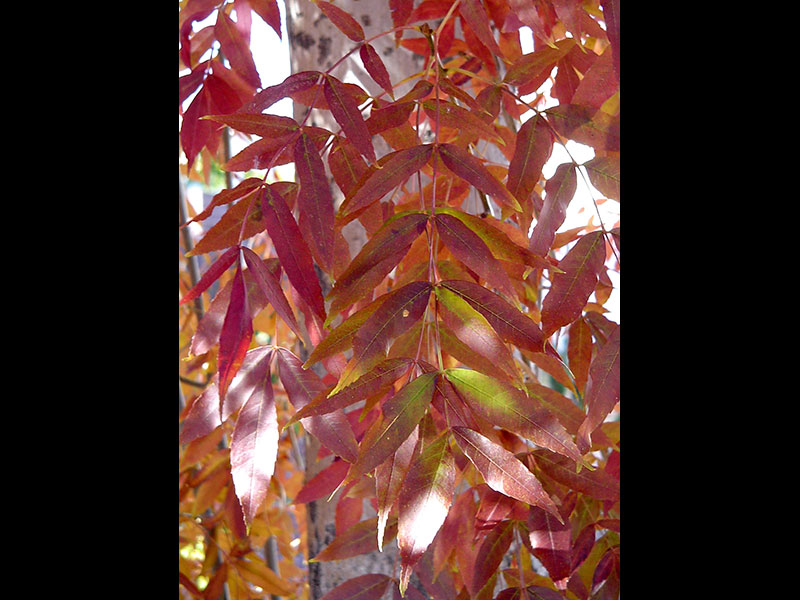 Find plants - Raywood Ash