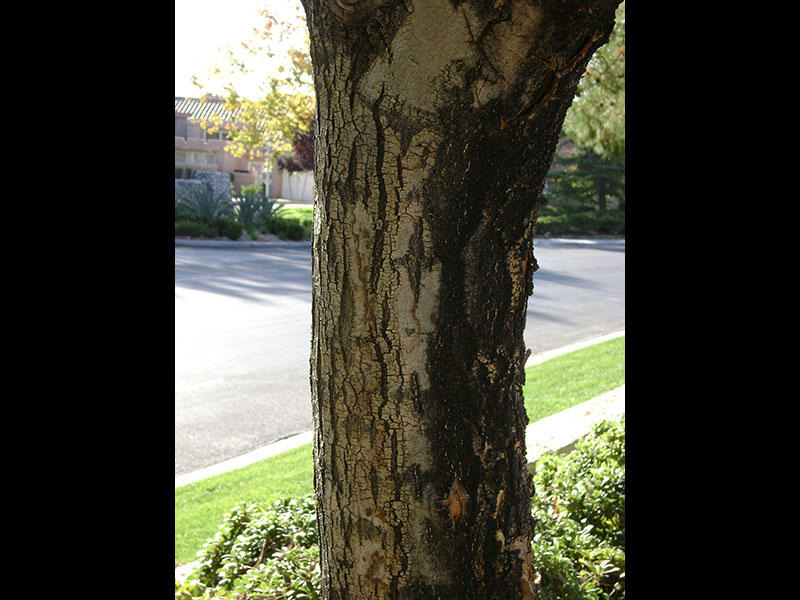 Find plants - Raywood Ash