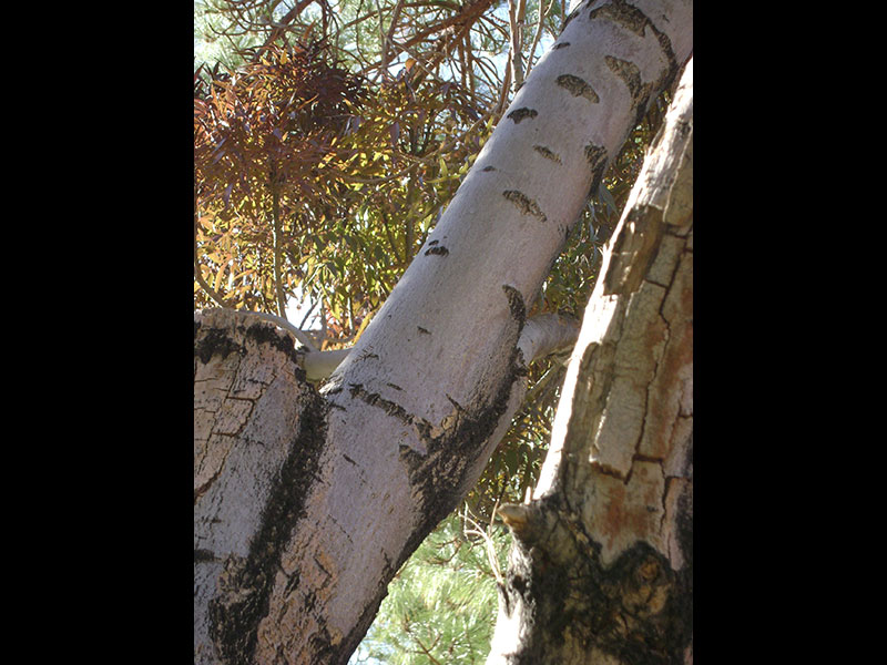 Find plants - Raywood Ash