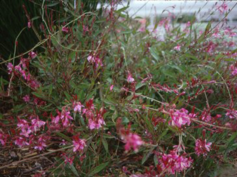 Find plants - Pink Butterfly Bush