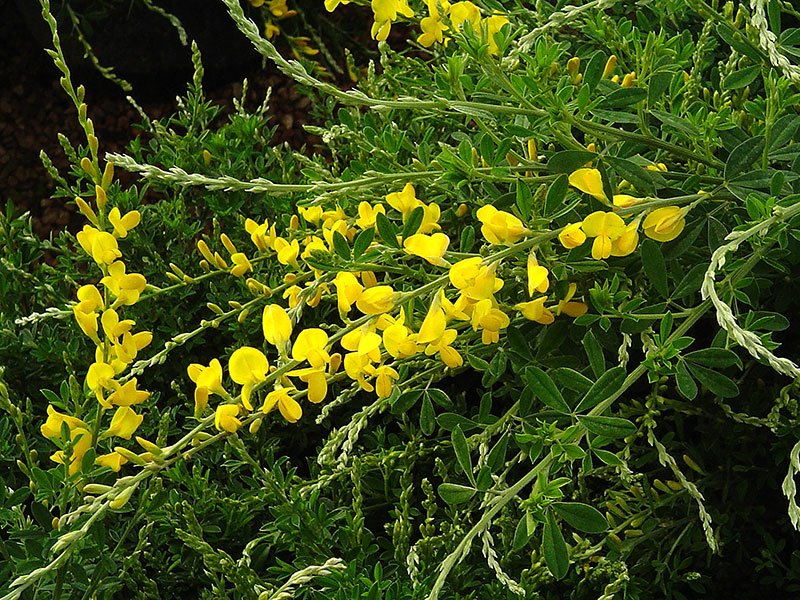 Find plants - Sweet Broom