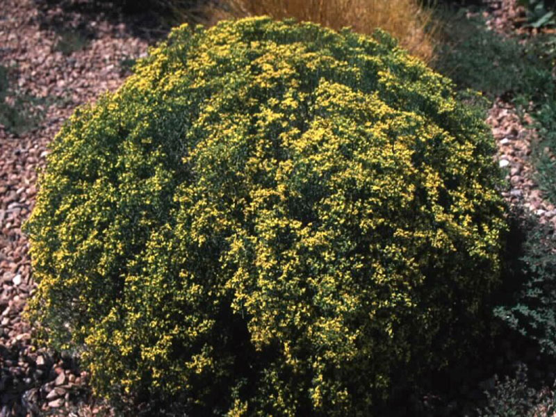 Find plants - Broom Snakeweed