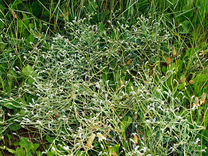 Find plants - Salt Heliotrope