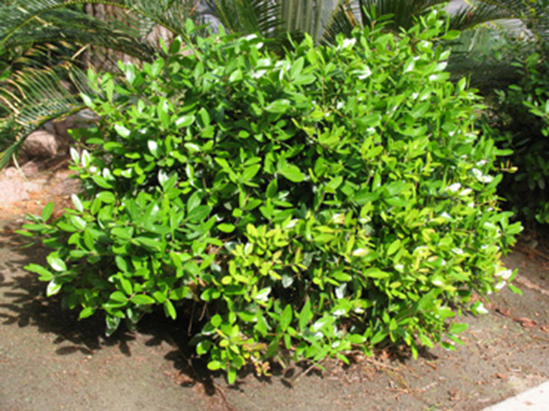 Find plants - Dwarf Yaupon holly