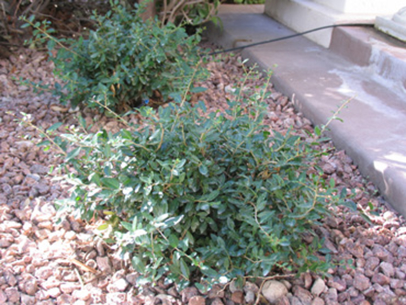 Find plants - Dwarf Yaupon holly