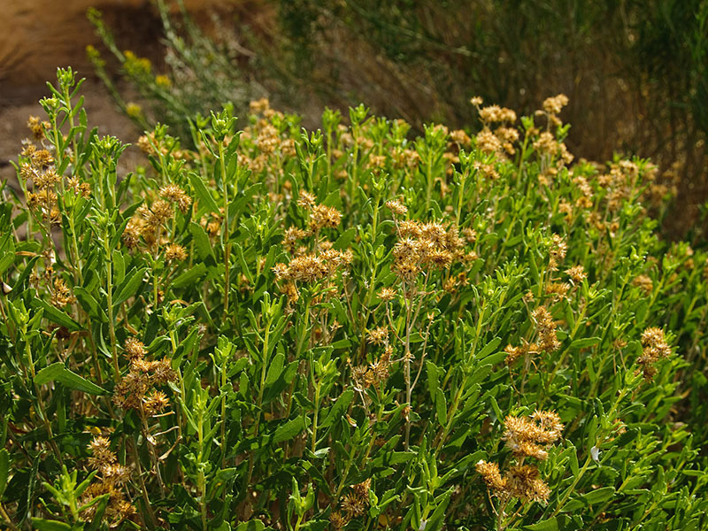 Find plants - Alkali Jimmyweed