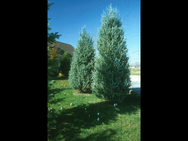 Find plants - Blue Haven Juniper