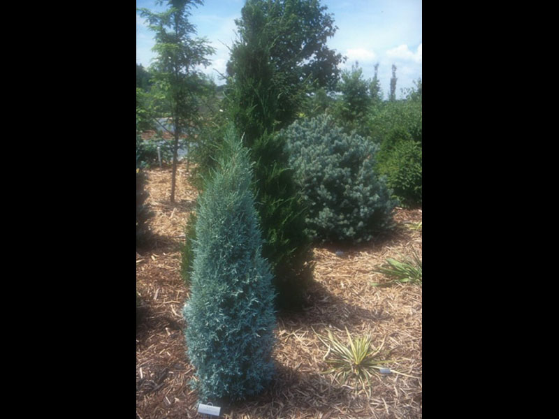 Find plants - Gray Gleam Juniper