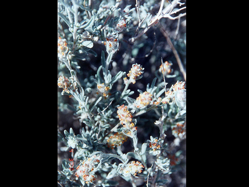 Find plants - Winter Fat