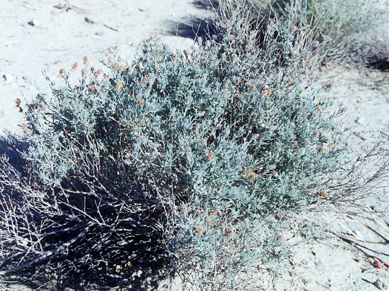 Find plants - Winter Fat