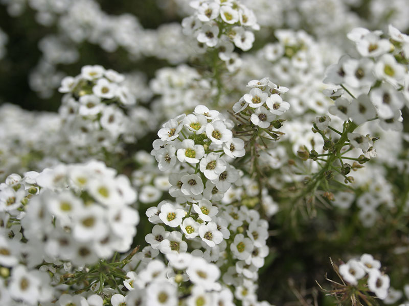 Find plants - Alyssum