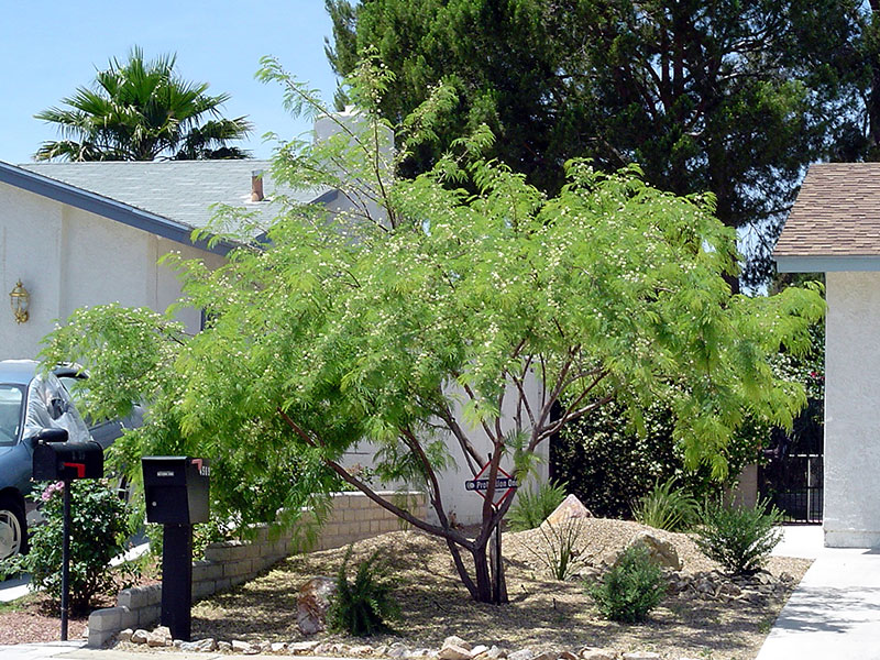 Find plants - Feather Bush