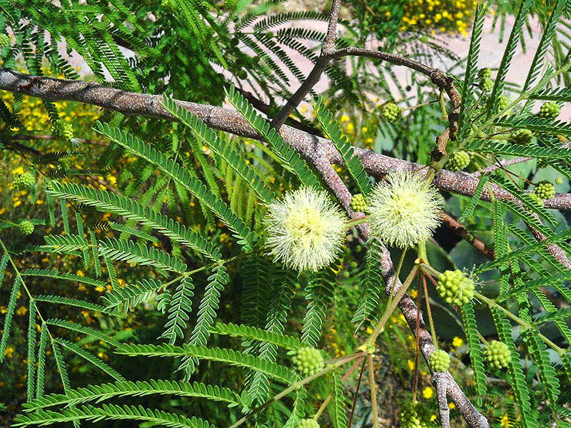 Find plants - Feather Bush