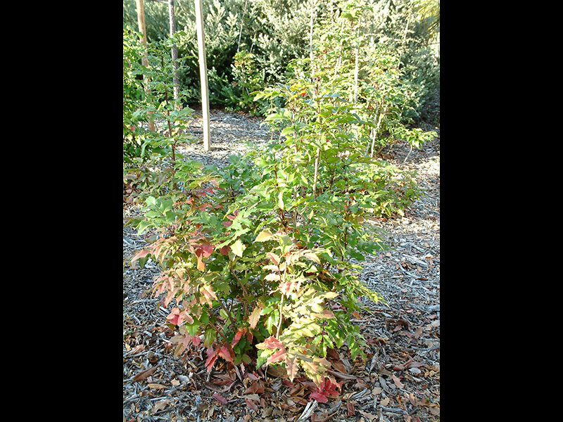 Find plants - Compact Oregon Grape