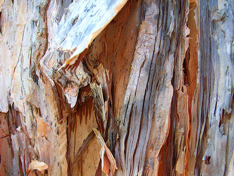 Find plants - Paperbark Tree