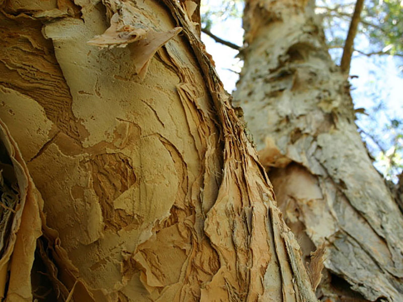 Find plants - Paperbark Tree