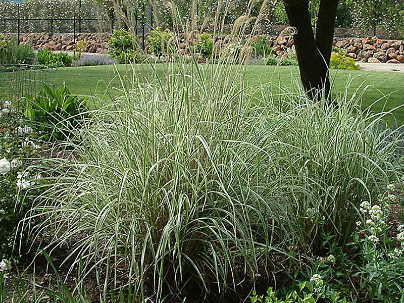 Find plants - Variegated Maiden Grass