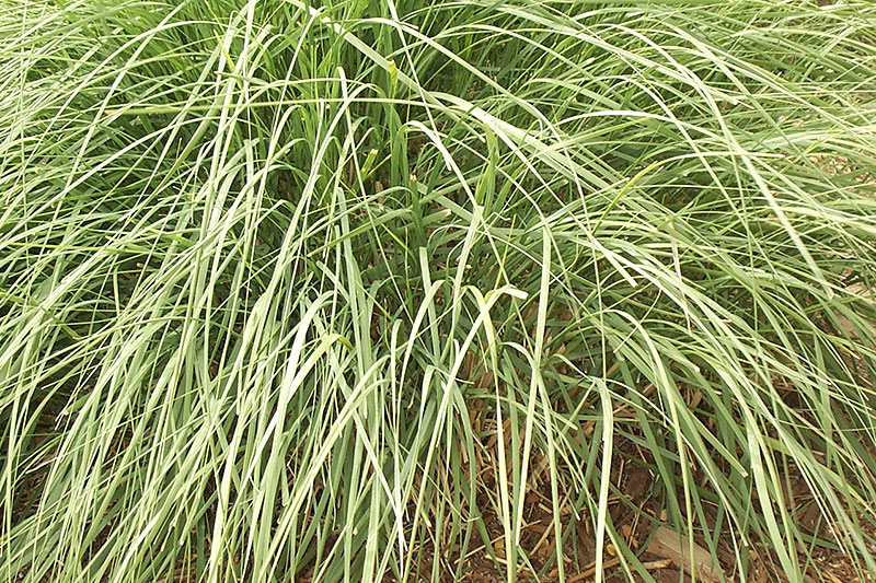Find plants - Deer Grass