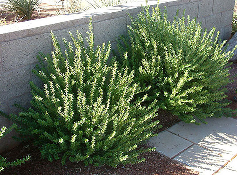 Find plants - Compact Myrtle Find plants - Compact Myrtle