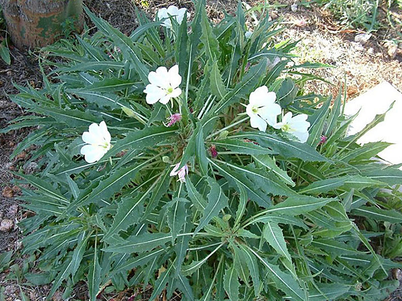 Find plants - Angel Wing Evening Primrose