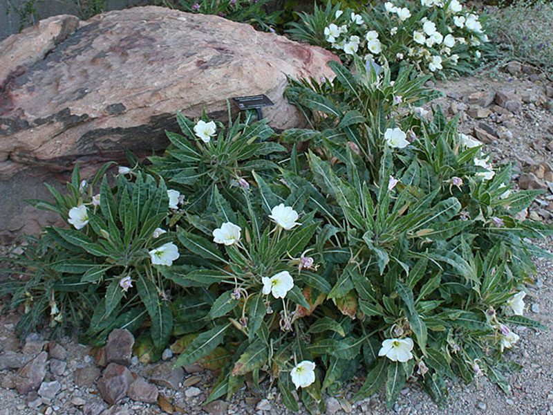 Find plants - Angel Wing Evening Primrose