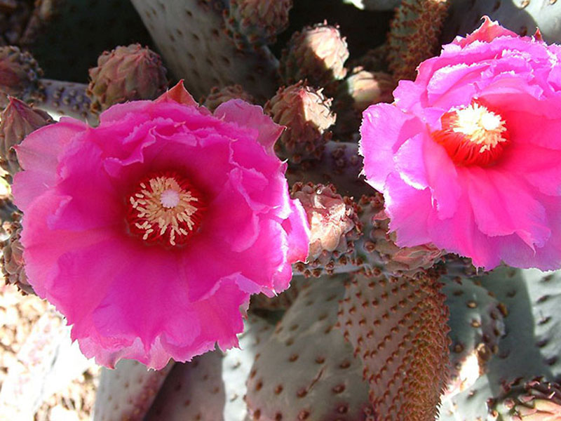 Find plants - Beavertail