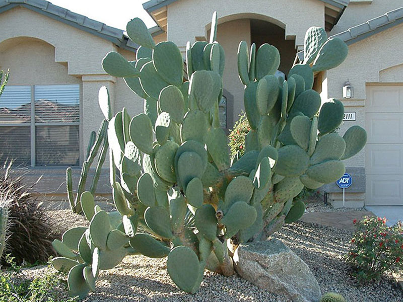 Find plants - Mission Cactus