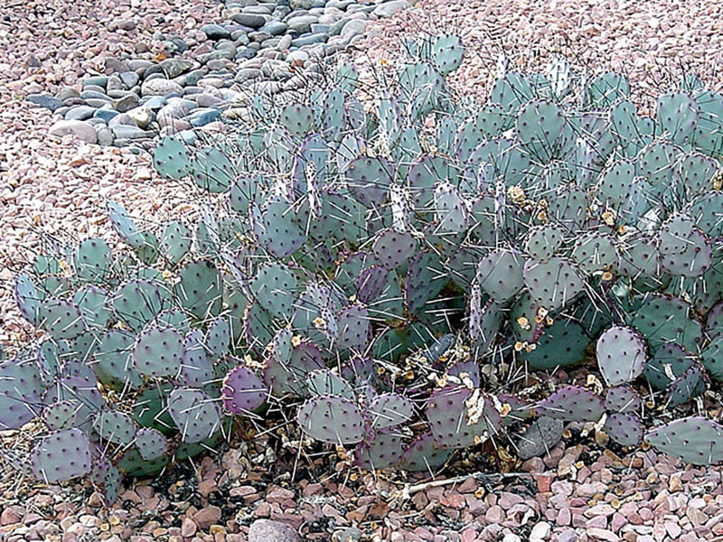 Find plants - Black Spine Prickly Pear
