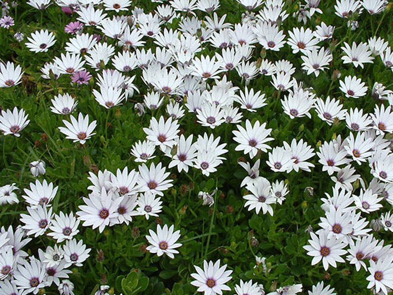 Find plants - Trailing African Daisy