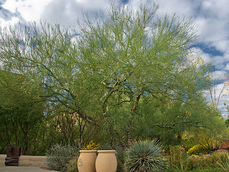 Find plants - Blue Palo Verde