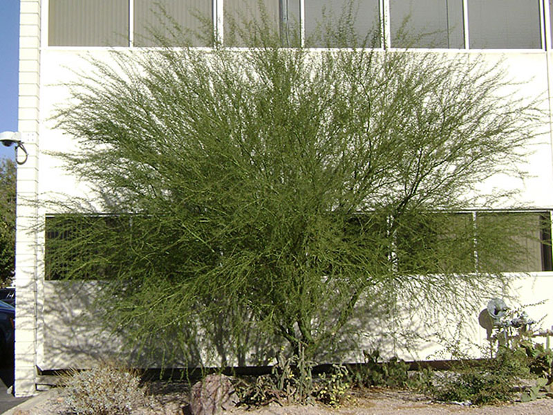 Find plants - Tree Enhancement Program