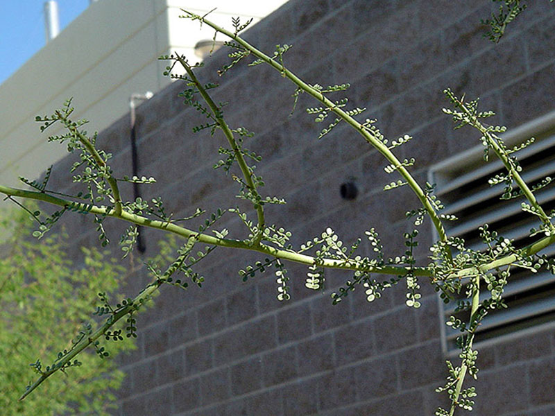 Find plants - Littleleaf Palo Verde