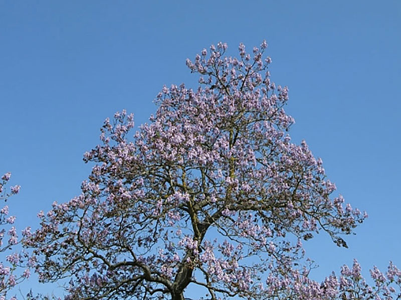 Find plants - Sapphire Dragon Tree