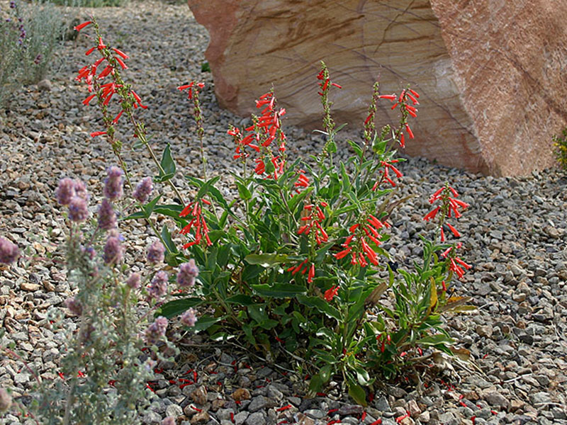 Find plants - Firecracker Penstemon