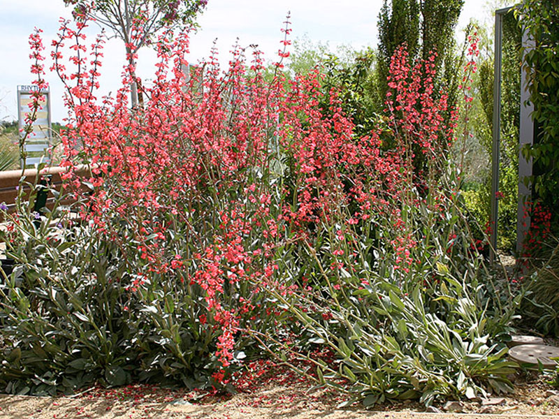 Find plants - Firecracker Penstemon