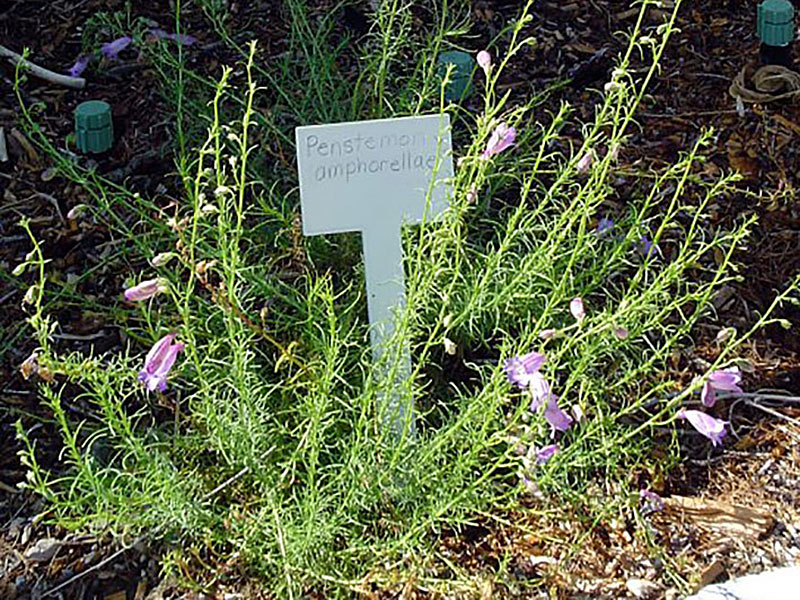 Find plants - Mexican Blue Penstemon