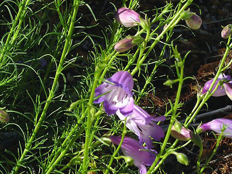 Find plants - Mexican Blue Penstemon