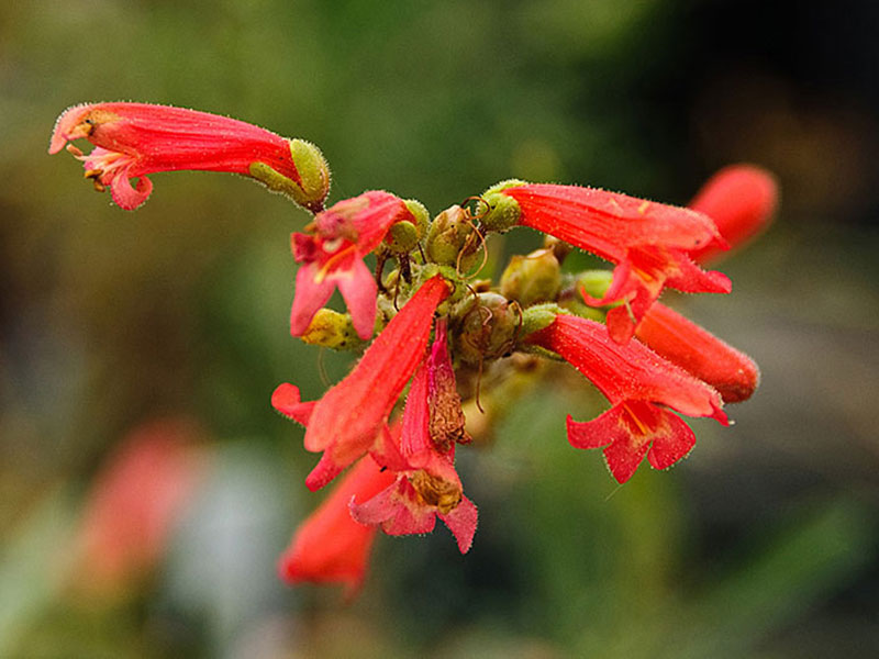 Find plants - Bridge Penstemon