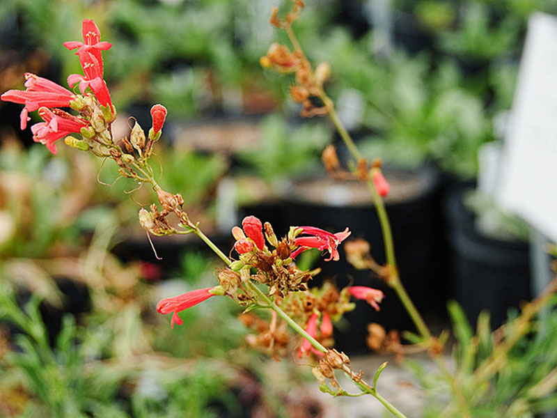 Find plants - Bridge Penstemon