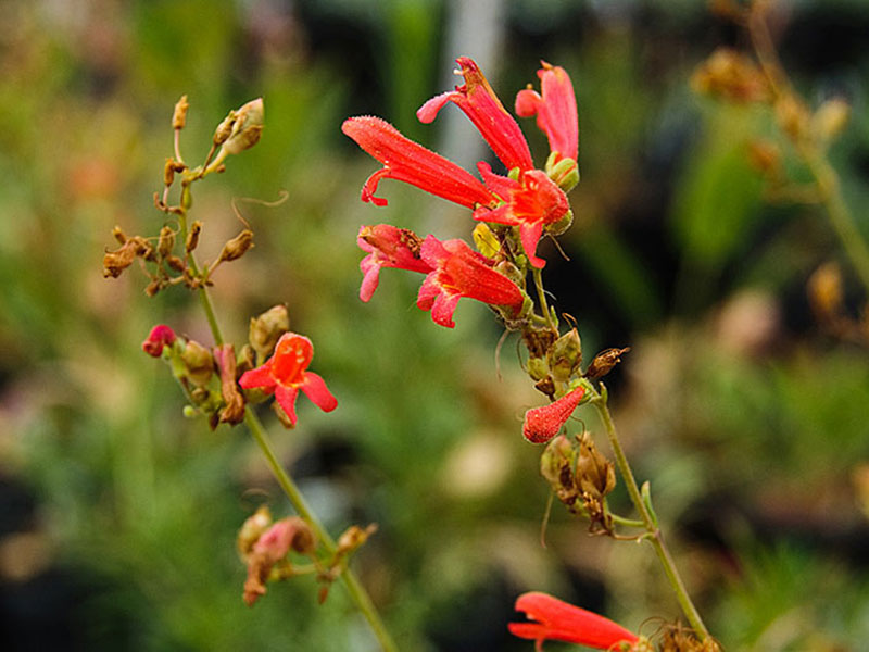 Find plants - Bridge Penstemon