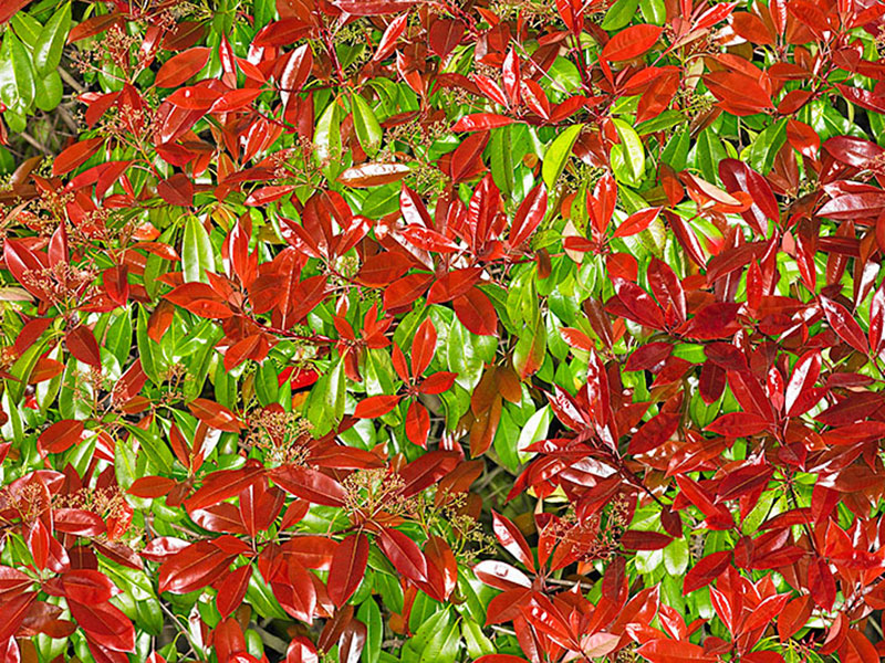 Find plants - Redtip Photinia