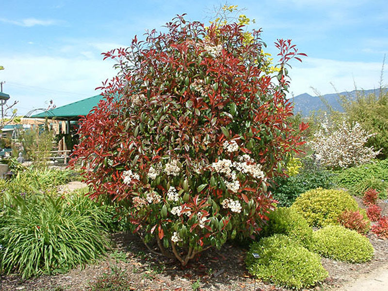 Find plants - Redtip Photinia
