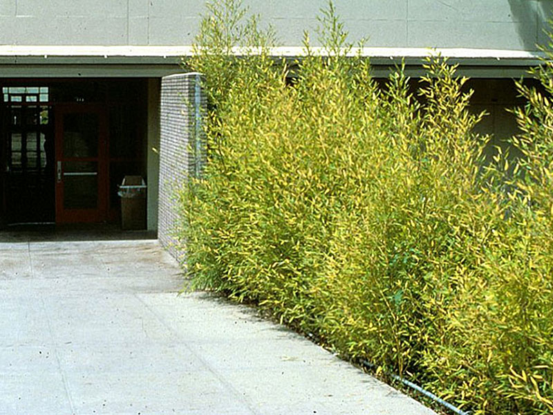 Find plants - Golden Bamboo