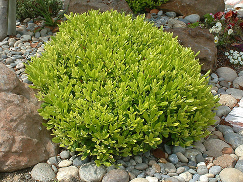 Find plants - Dwarf Mock Orange