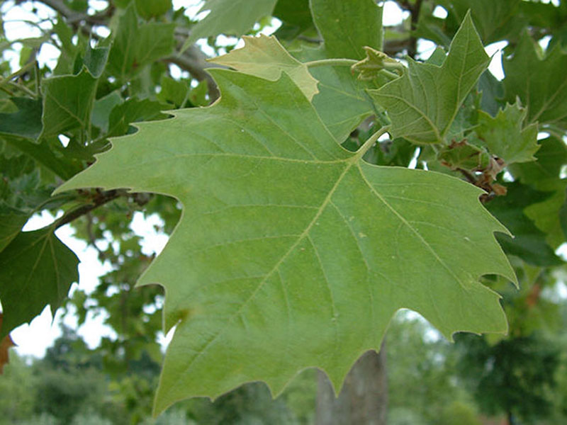 Find plants - California Sycamore