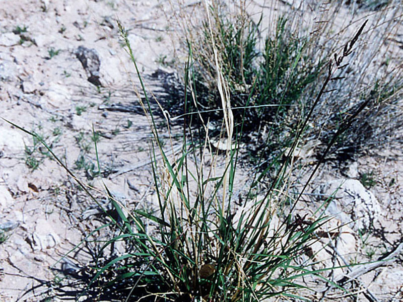 Find plants - Galleta Grass