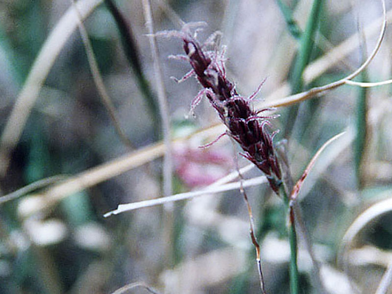 Find plants - Galleta Grass